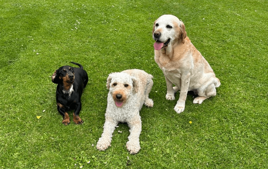 Wag & Wander: Dog Walker And Pet Sitter – Reliable care for your best friend in Livingston