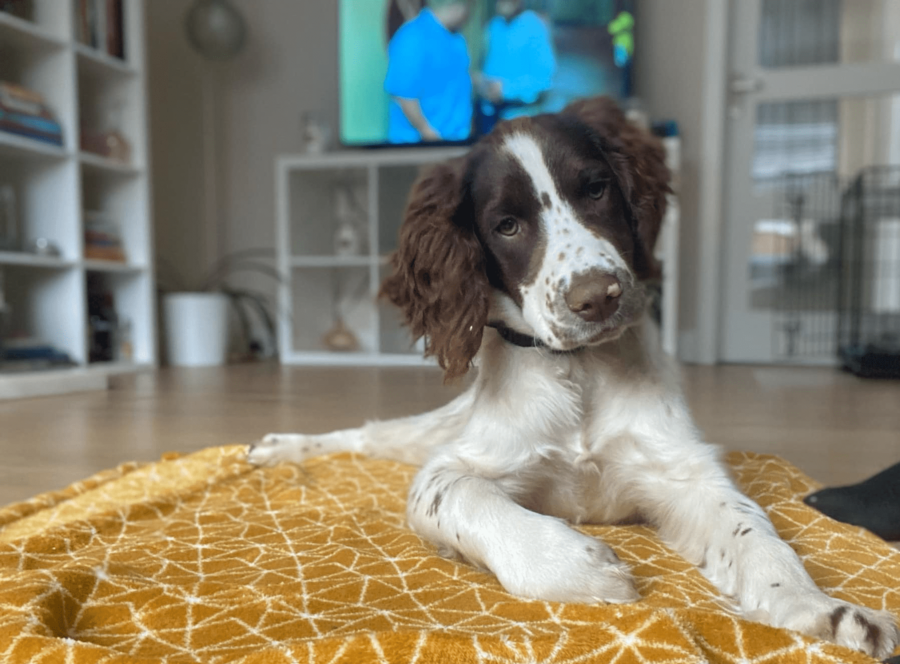 Dog Sitter in Livingston, West Lothian – Wag & Wander: Dog Walker And Pet Sitter